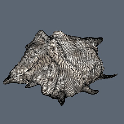 seashell sea shell 3d model