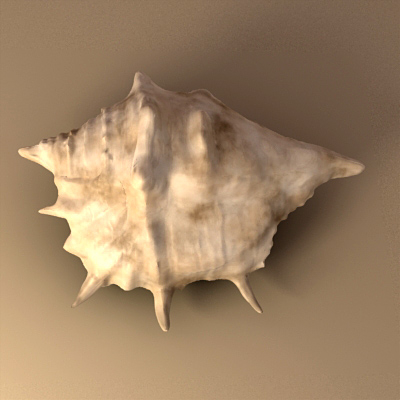 seashell sea shell 3d model