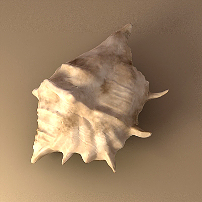 seashell sea shell 3d model