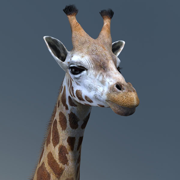 3d model realistic giraffe