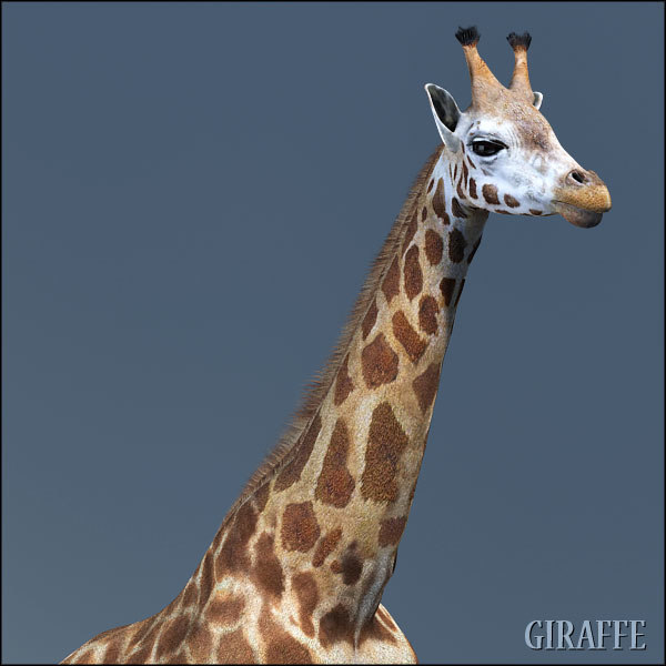 3d model realistic giraffe