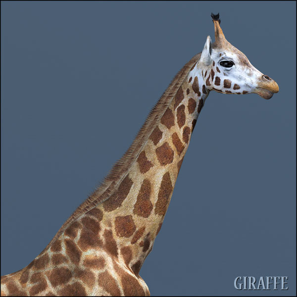 3d model realistic giraffe