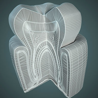 tooth section pulp 3d model
