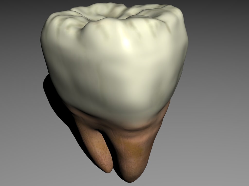 molar teeth 3d model