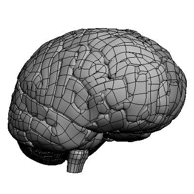 3d human brain model