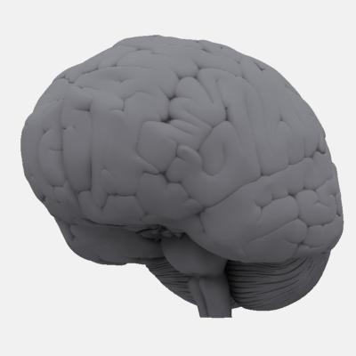 3d human brain model