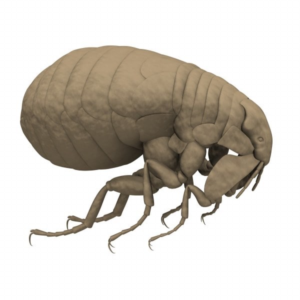 Flea 3D Models for Download | TurboSquid