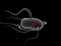 flagellate bacteria max