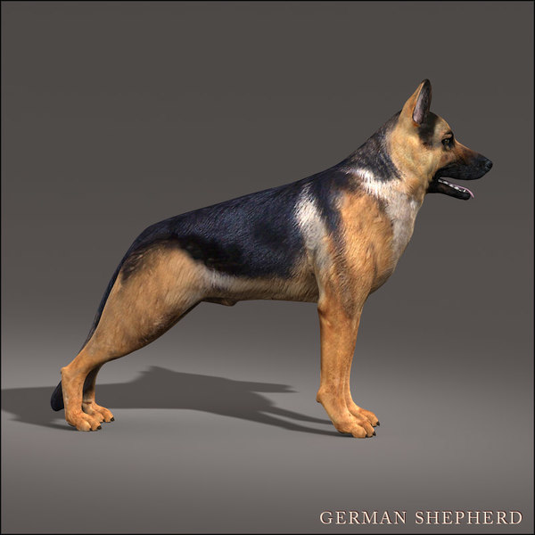 german shepherd 3d model