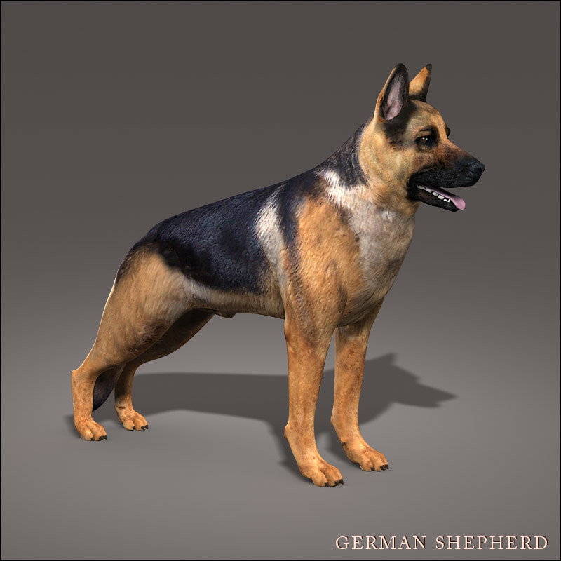 german shepherd 3d model