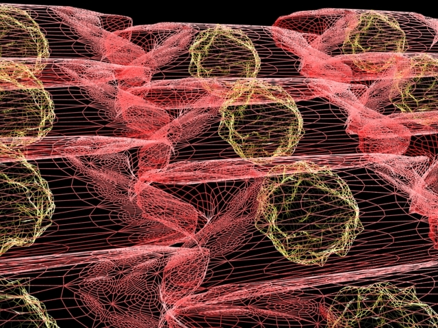 muscle cell 3d model