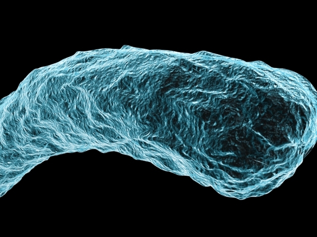 flagellate bacteria max