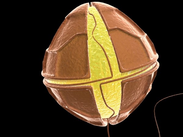 3d single protista model