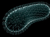 3d bacillus cell micro model