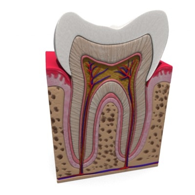 teeth anatomy 3d model
