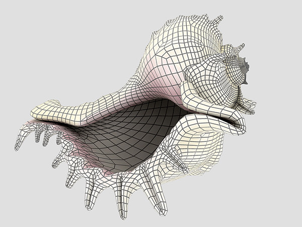seashell 1 3d model