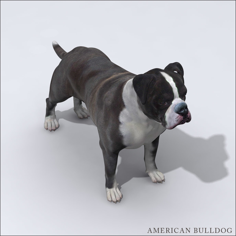 american bulldog 3d model