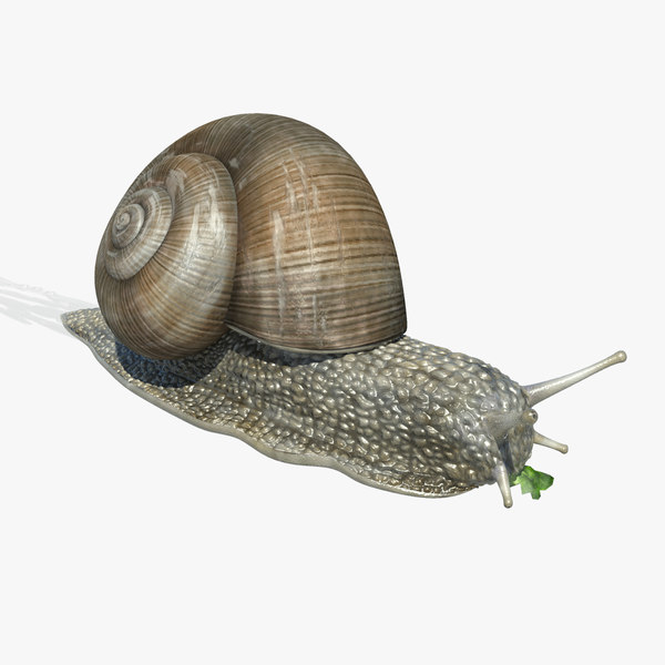 modèle 3D de Escargot - TurboSquid 350911