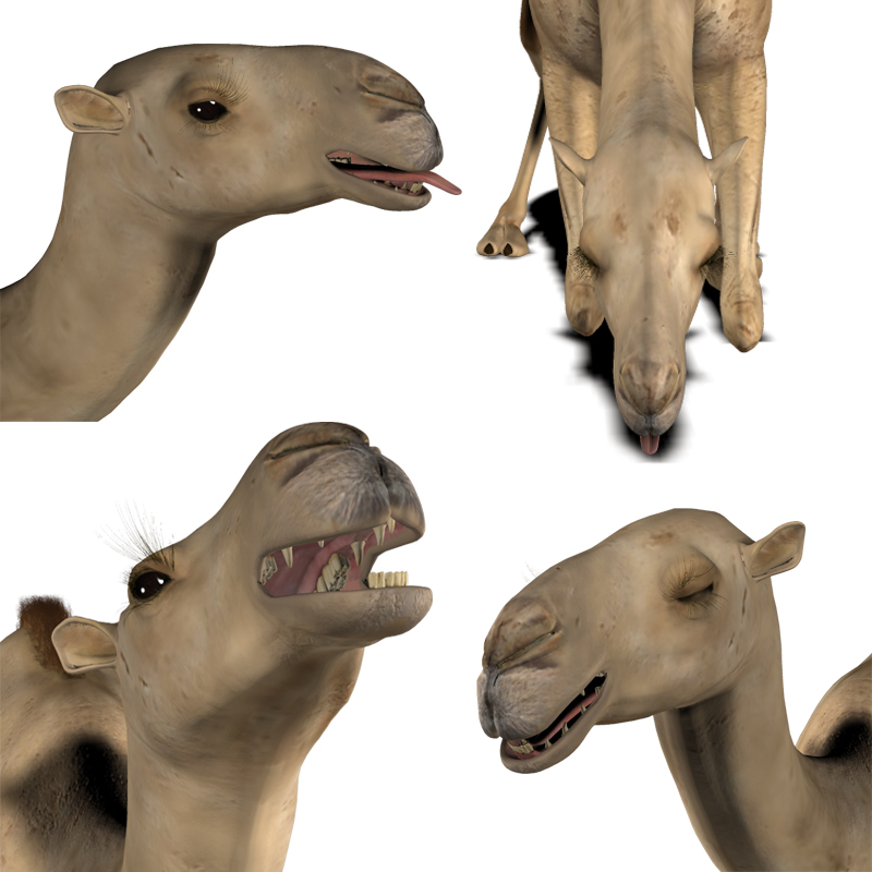 3d model camel