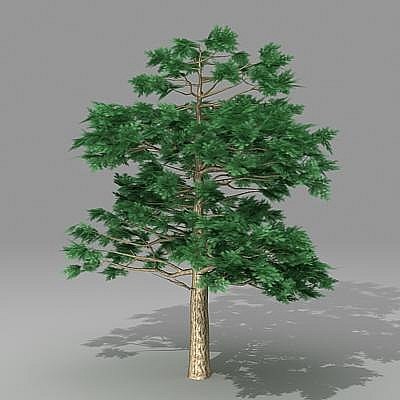 3d model trees pinus