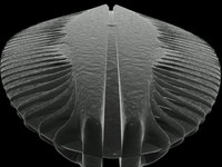 diatom cells 3d model