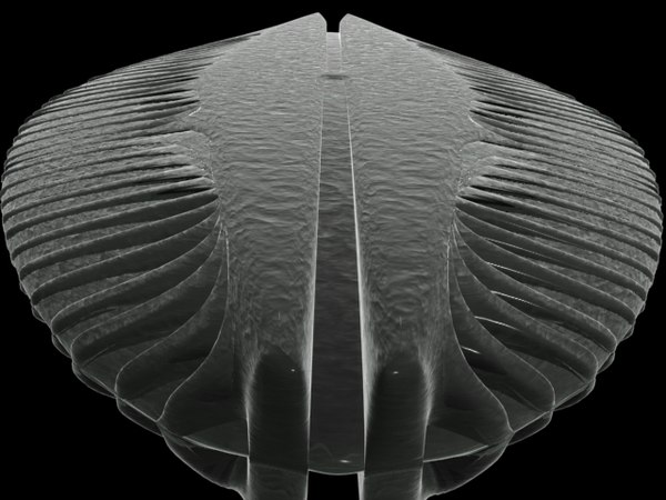 radiolarian science 3d model