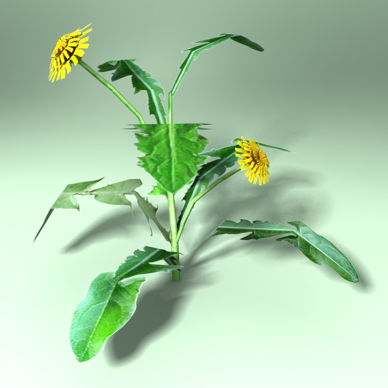 dandelion plant 3d model