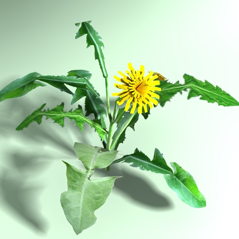 dandelion plant 3d model