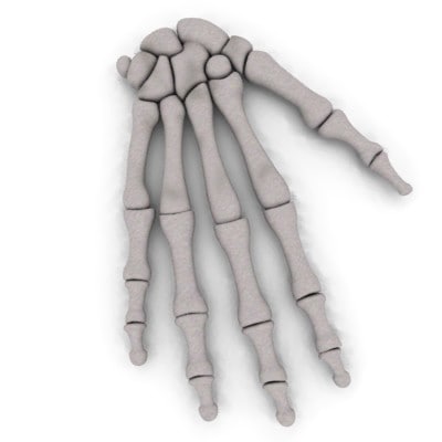 3d hand bones model