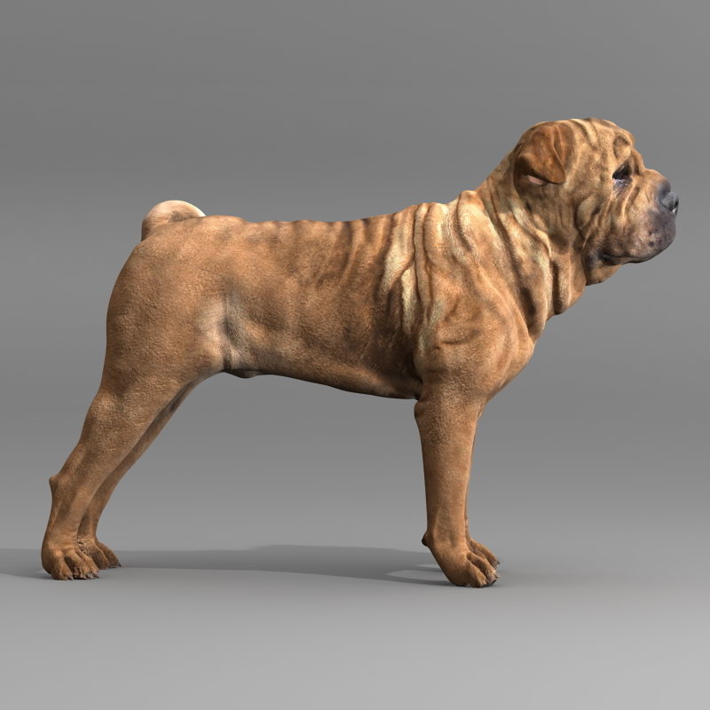 3d model shar pei