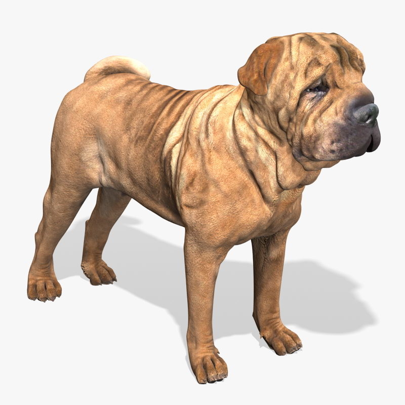 3d model shar pei