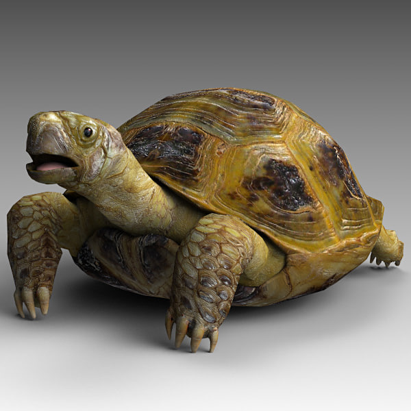 resolution turtle max