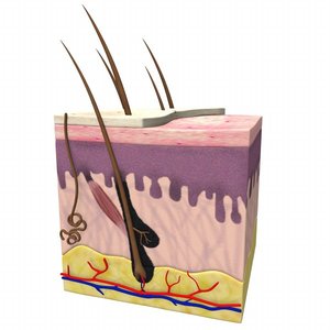 Free Blender Skin Models | TurboSquid