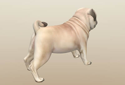3d model pug dog