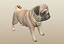 3d model pug dog