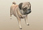 3d model pug dog