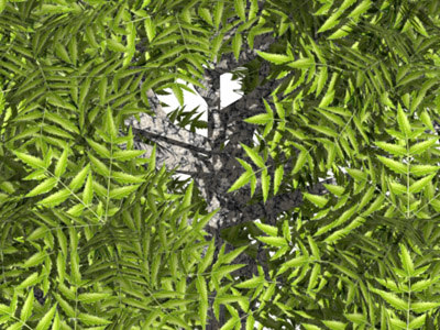 neem tree aziderachta inerme 3d model