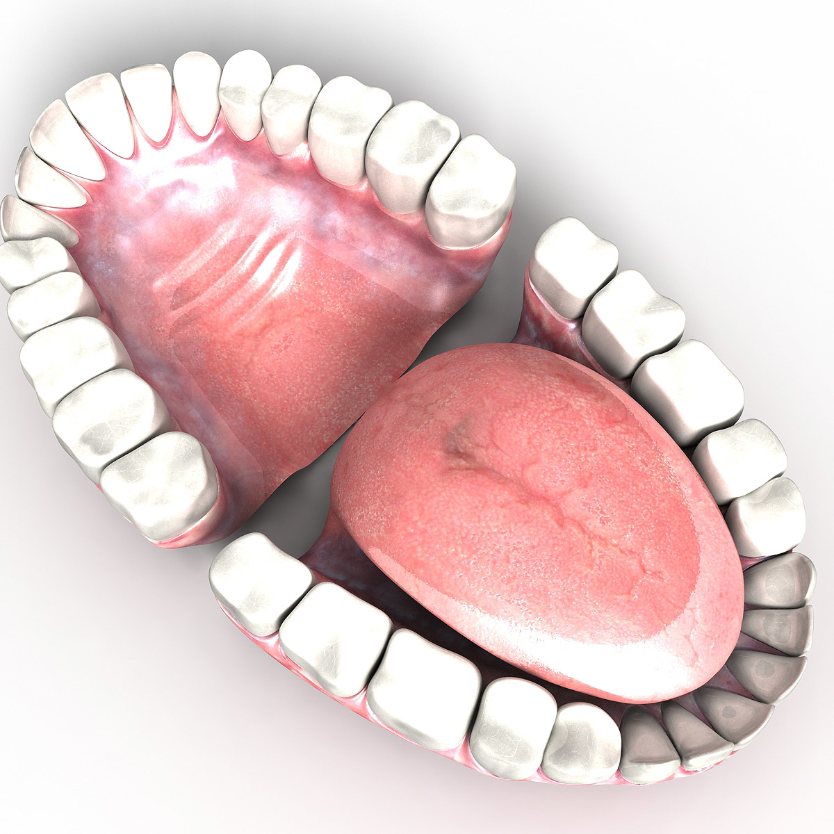 teeth tongue gums 3d obj