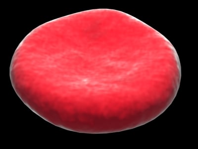 3d model blood cell