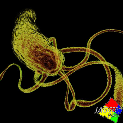 helicobacter pylori 3d model