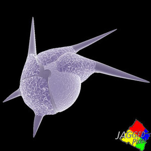 radiolarian science 3d model