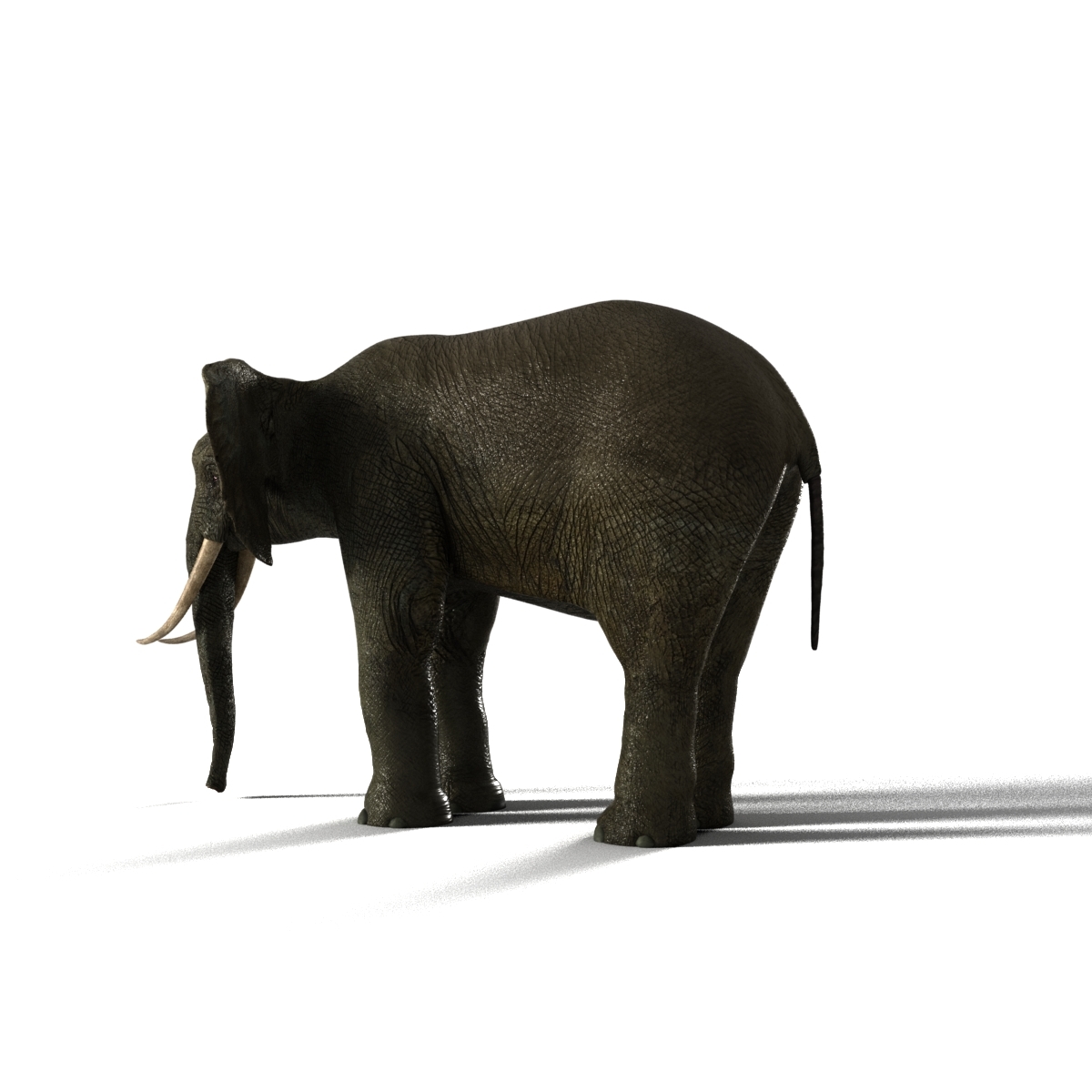max elephant rigged polys animation
