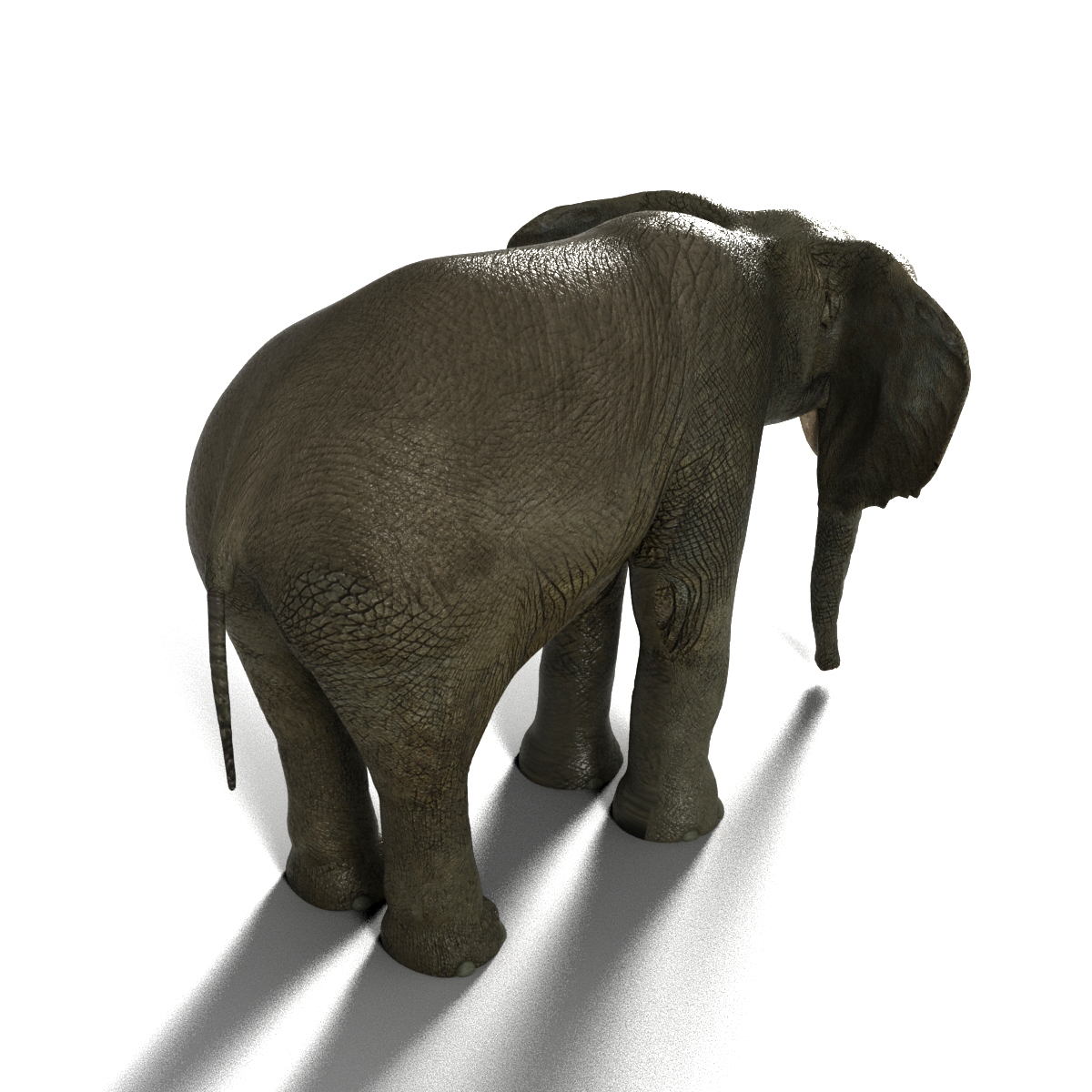 max elephant rigged polys animation