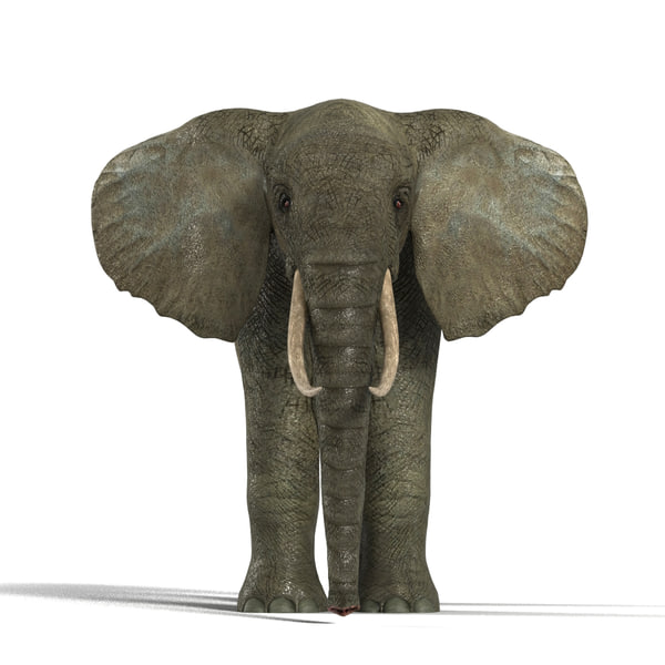 max elephant rigged polys animation
