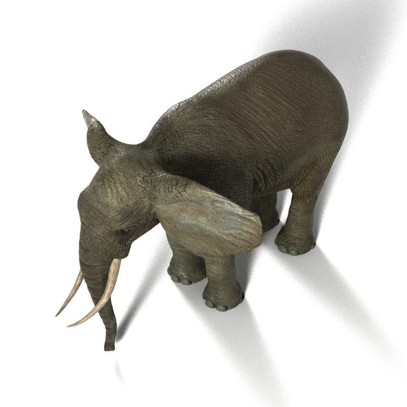 max elephant rigged polys animation