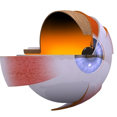 eye section 3d model
