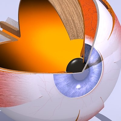 eye section 3d model