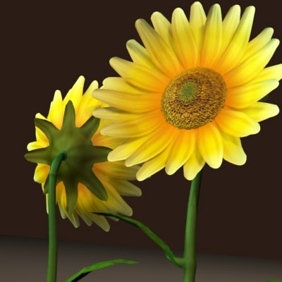 Sunflower 3D Models for Download | TurboSquid