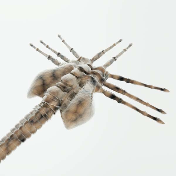3d model of facehugger alien