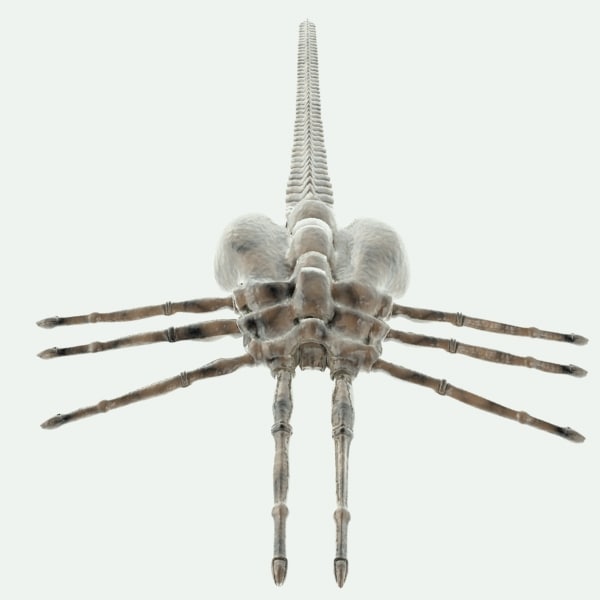 3d model of facehugger alien